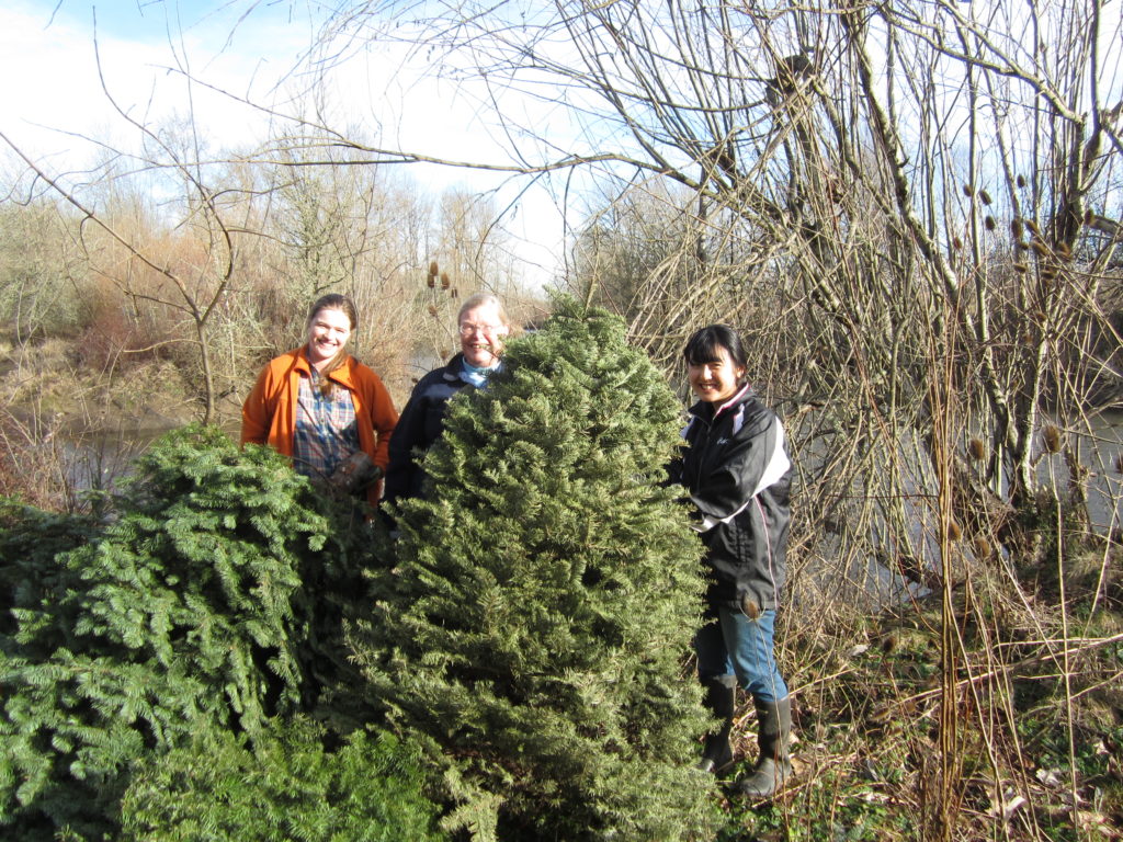 Staff Christmas Trees - Friends of Trees