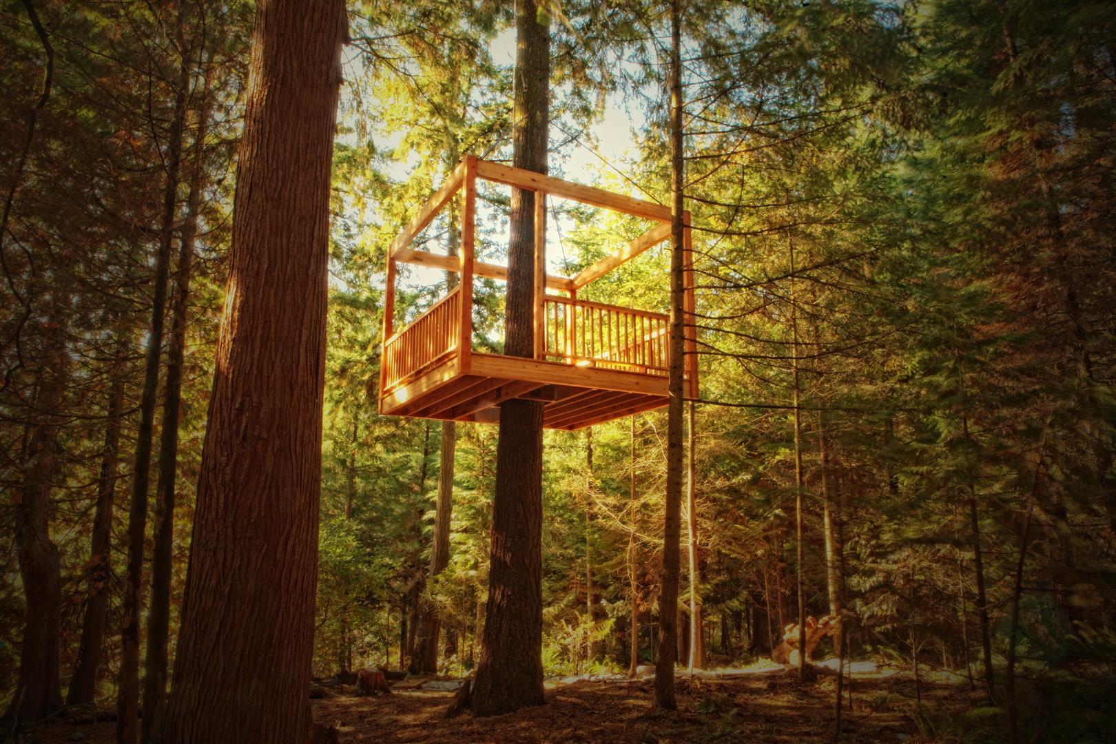 Tree Forte - Friends of Trees