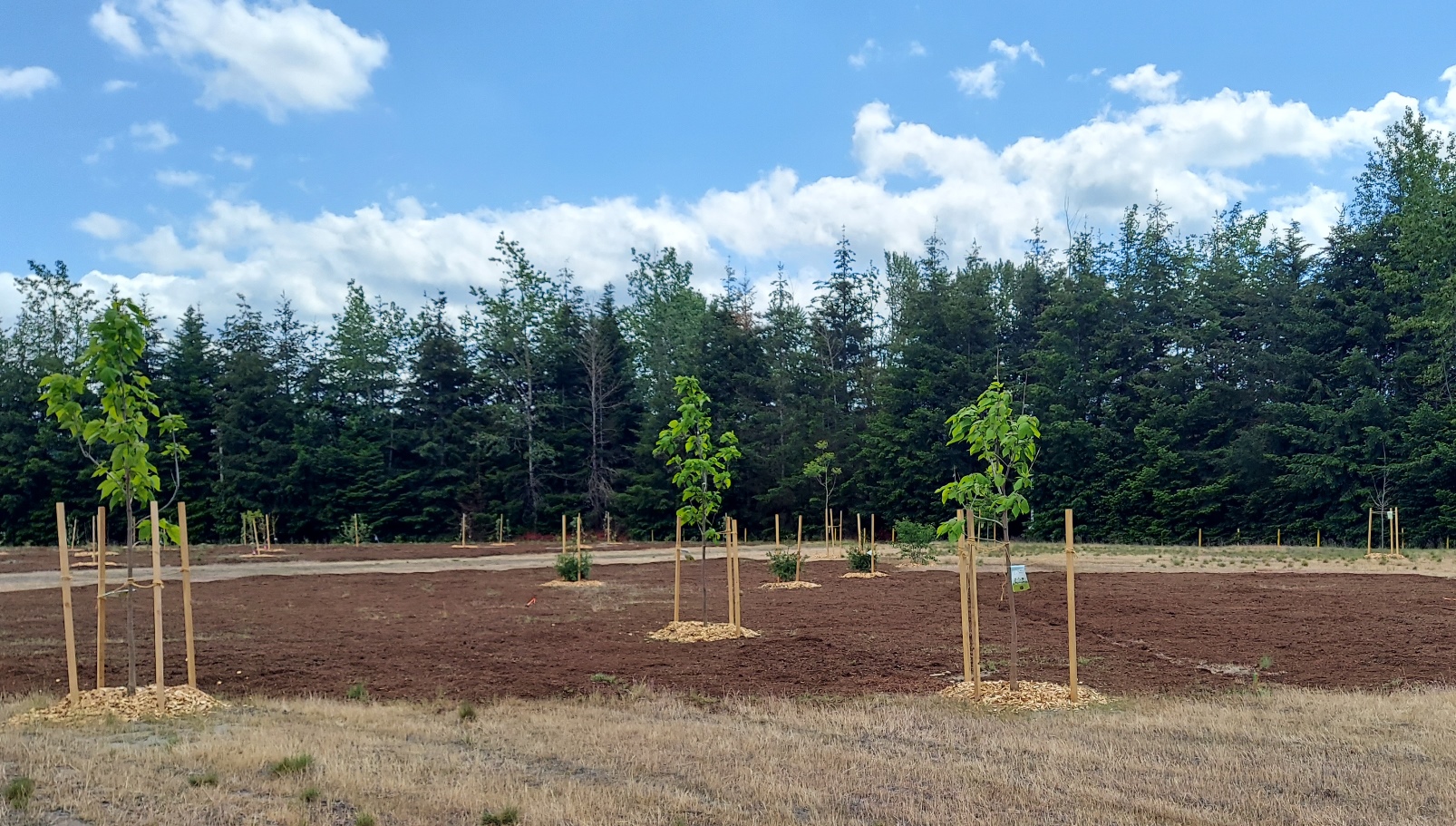 Trees at the Bybee Lakes Hope Center - Friends of Trees