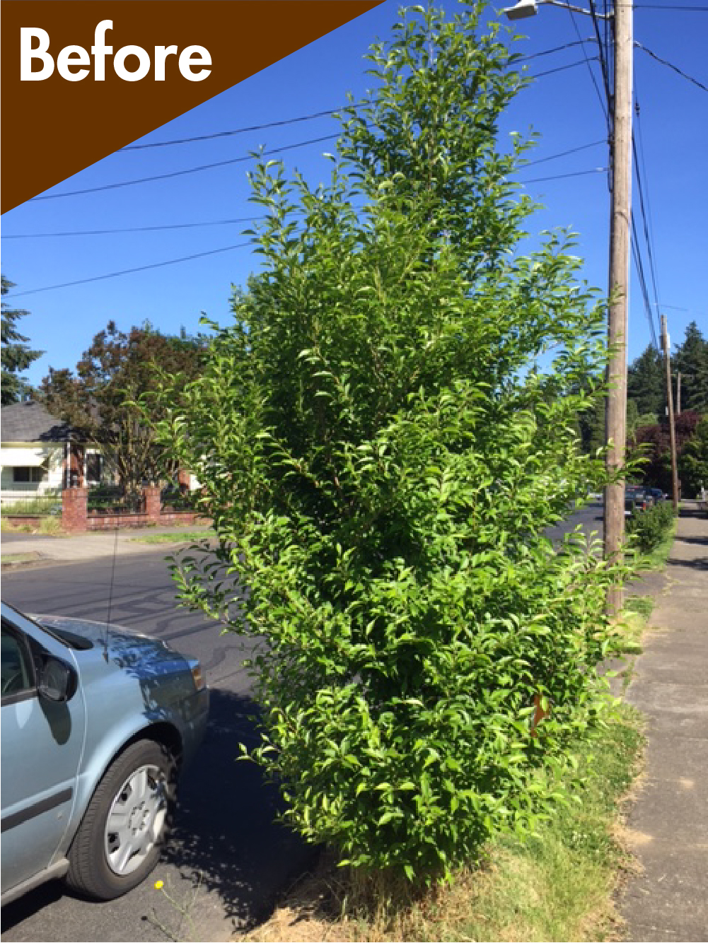 Pruning Donation Form - Friends of Trees