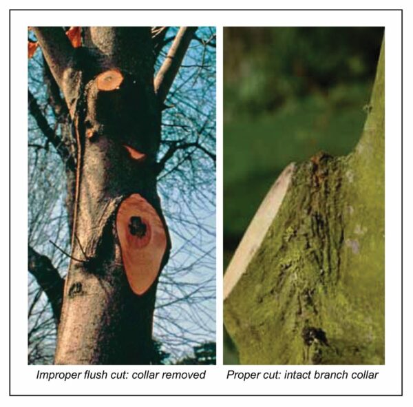 How to Prune Your Tree - Friends of Trees