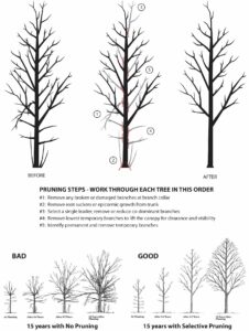 How to Prune Your Tree - Friends of Trees