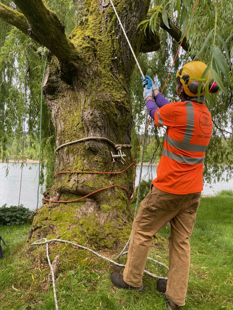 Training a diverse workforce for urban forestry - Friends of Trees