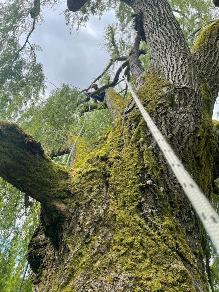 Training a diverse workforce for urban forestry - Friends of Trees