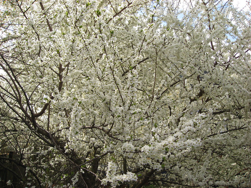 Pollen: It’s Not What You Think - Friends of Trees