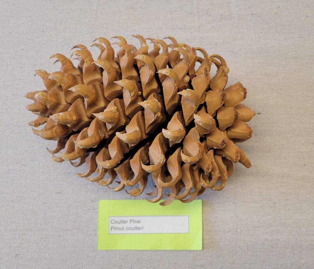 Pints & Pinecones in Eugene - Friends of Trees