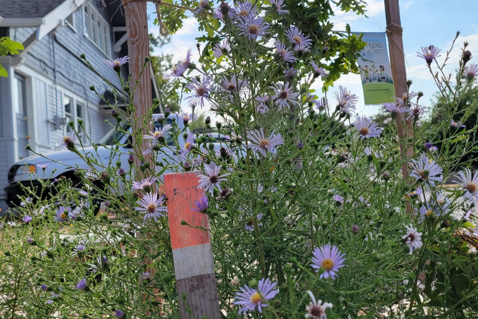 The Eugene Branch Walks the Talk in their own Backyard - Friends of Trees