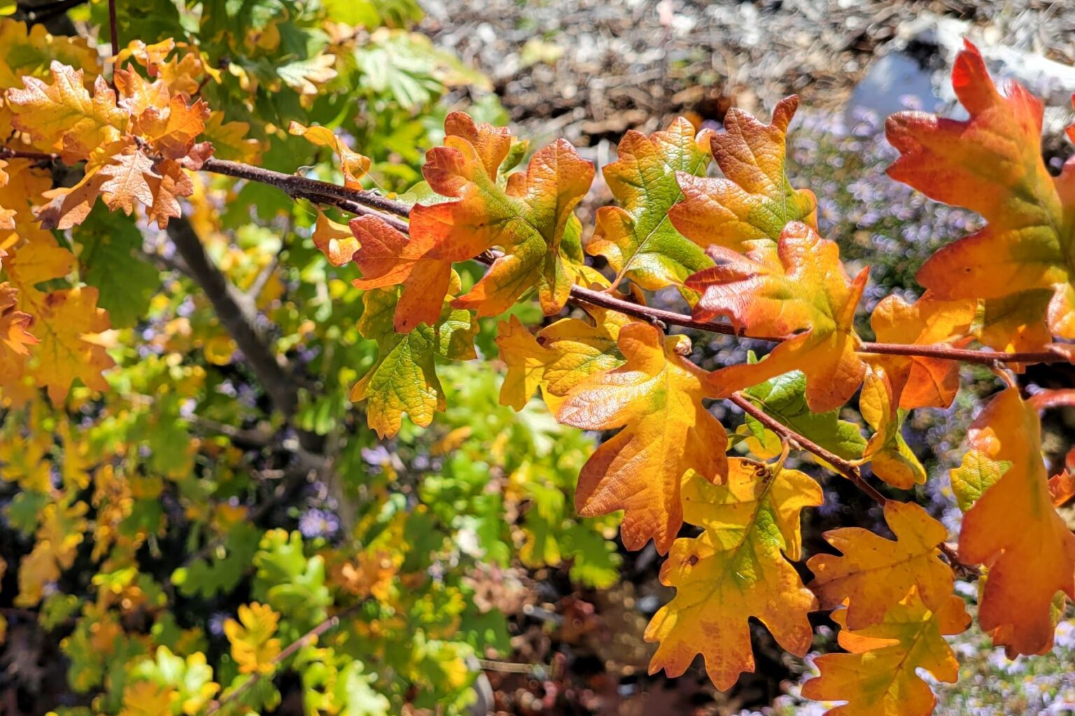 Sourcing Trees for a Changing Eugene - Friends of Trees