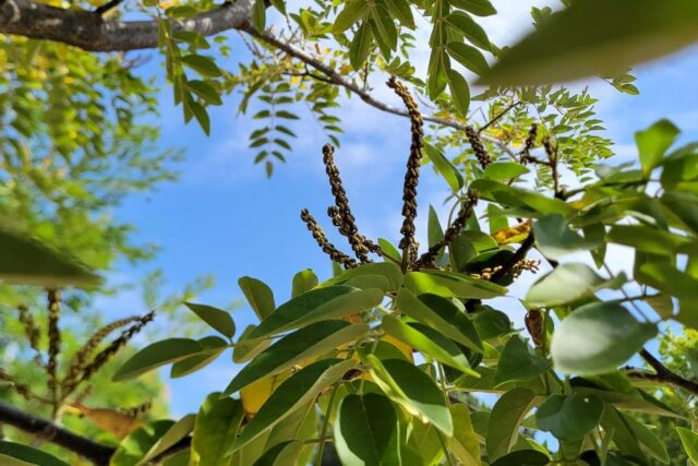 A Leaflet on Leaflets - Friends of Trees