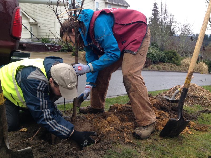 Revisiting the First Trees We Planted in Eugene - Friends of Trees